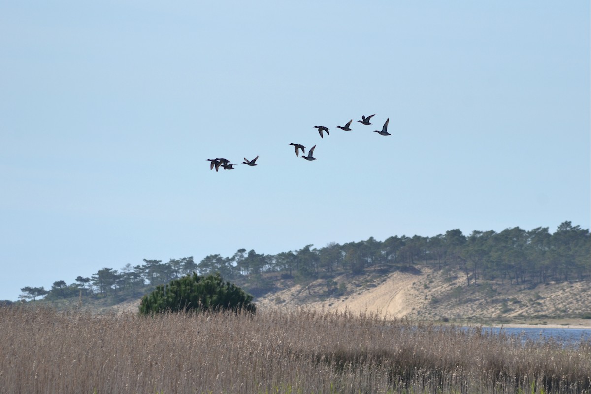 eBird Portugal Checklist - 13 Jan 2023 - Lagoa de Albufeira--área geral ...