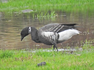 Illustrated Checklist - Arcata Bottoms--V St. Loop, Humboldt County, CA ...