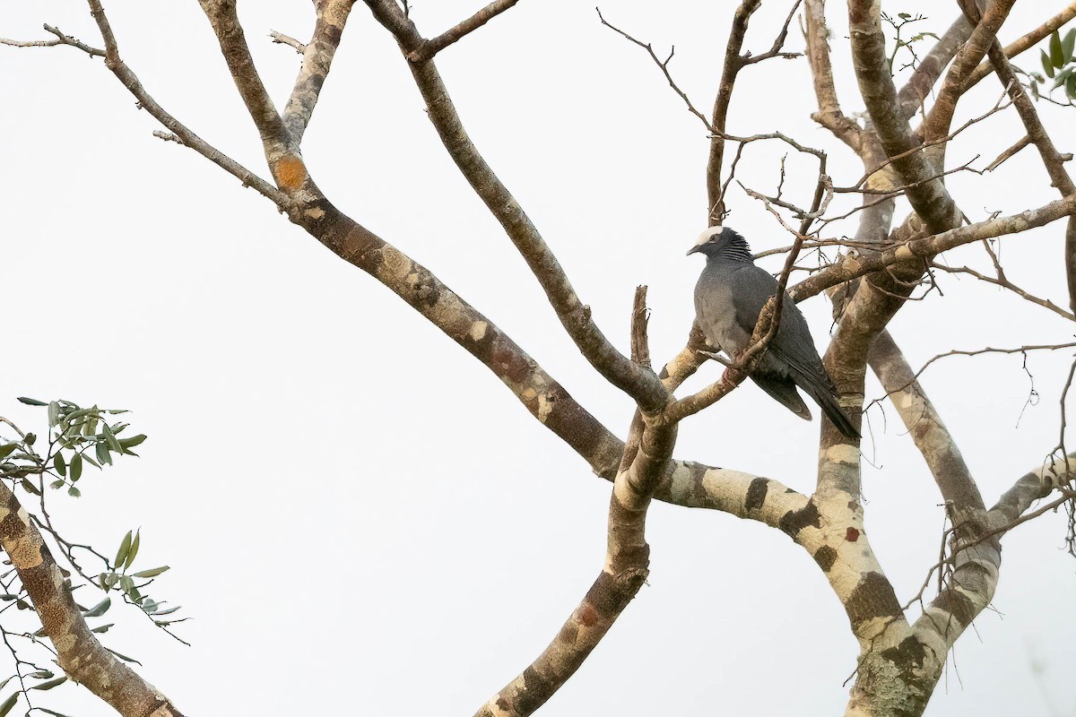 eBird Checklist - 23 Dec 2022 - Collier-Seminole SP - 16 species