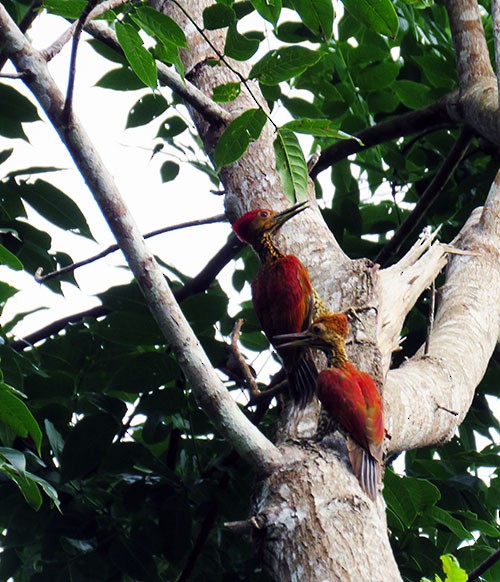 eBird Checklist - 9 Jan 2023 - Pasonanca Natural Park, Zamboanga City ...