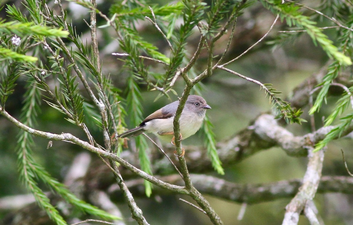 Pygmy Tit - Aegithalos exilis - Birds of the World