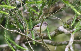 Pygmy Tit - Aegithalos exilis - Birds of the World