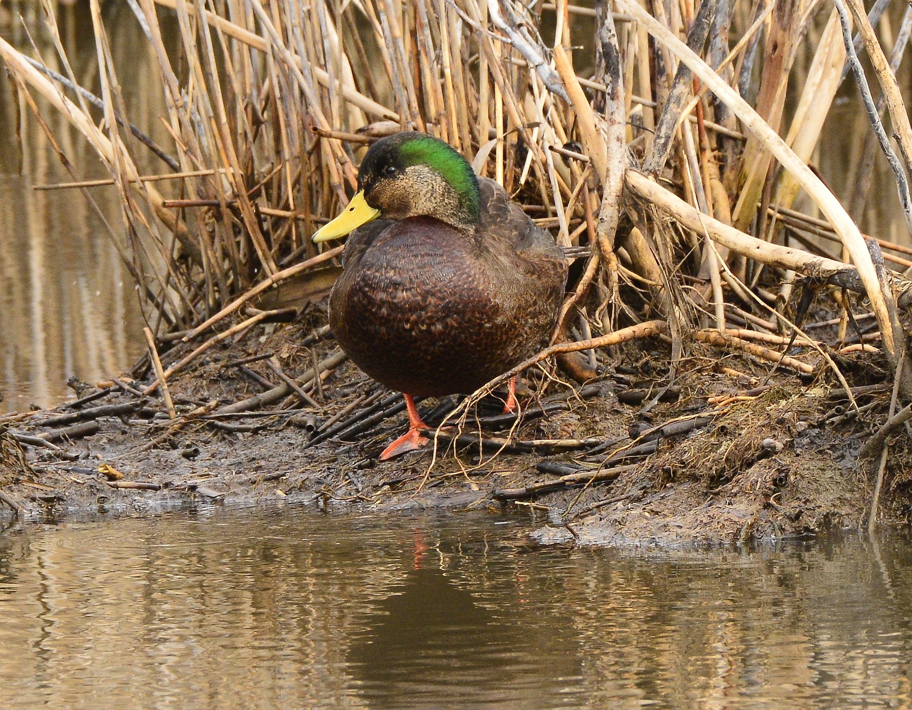 Mallard/American Black Duck - eBird