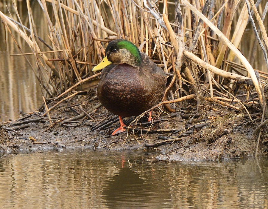Stock-/Dunkelente - eBird