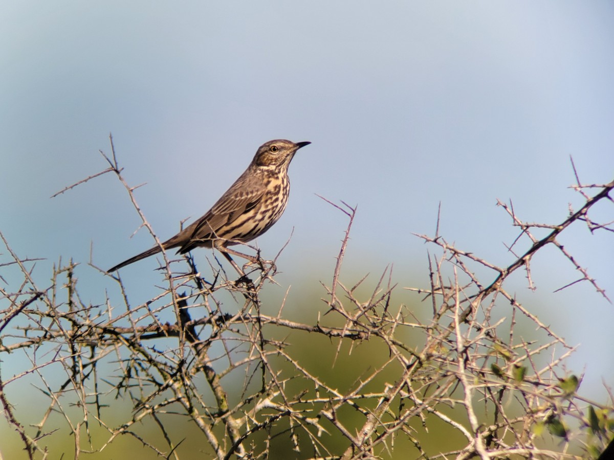 eBird Checklist - 14 Jan 2023 - Palo Alto Battlefield NHP (LTC 031 ...