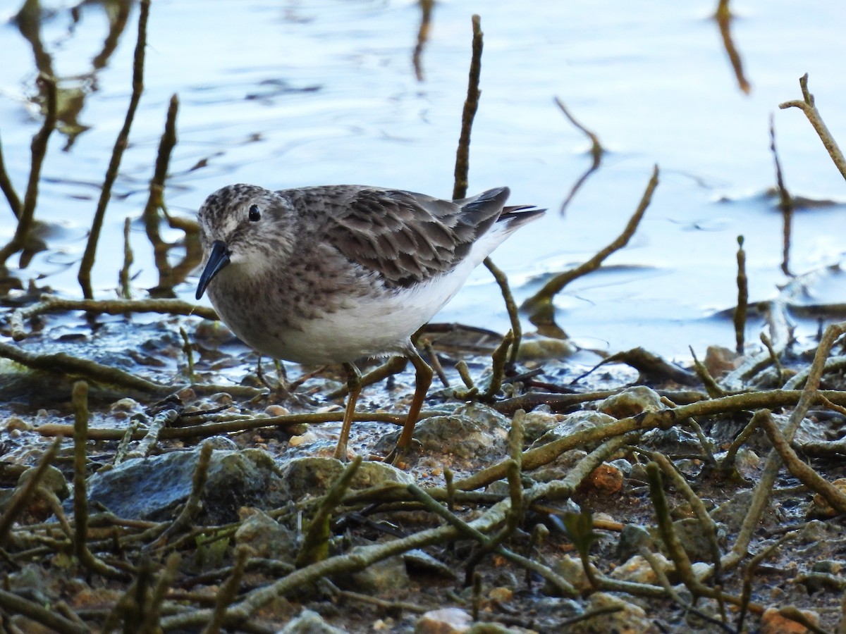 eBird Caribbean Checklist - 14 Jan 2023 - Campamento Guajataka - 16 species