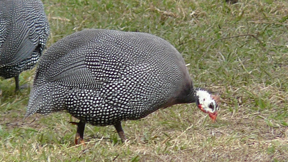 eBird Checklist - 30 Jul 2015 - Cambroon - 7 species