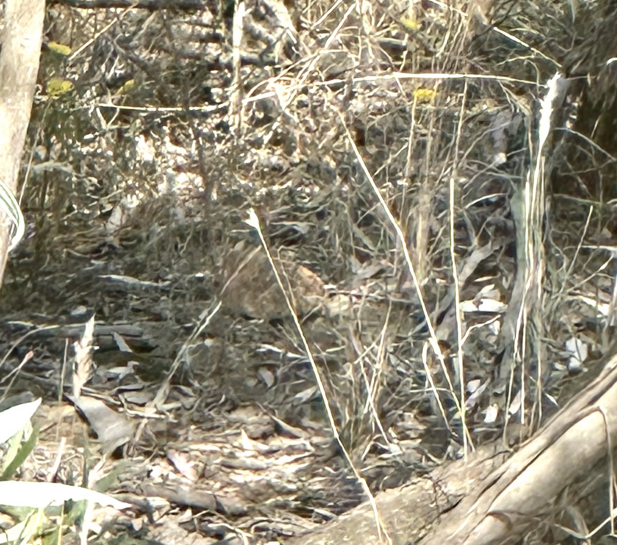 eBird Checklist - 15 Jan 2023 - Greater Bendigo National Park--Butler's ...