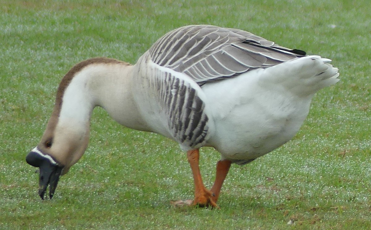 eBird Checklist - 14 Jan 2023 - Centennial Regional Park, Santa Ana ...