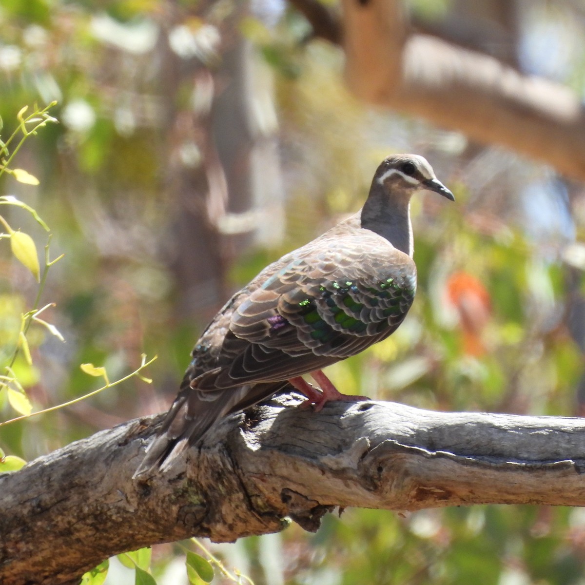 eBird Australia Checklist - 15 Jan 2023 - Peel Flora & Fauna Reserve ...