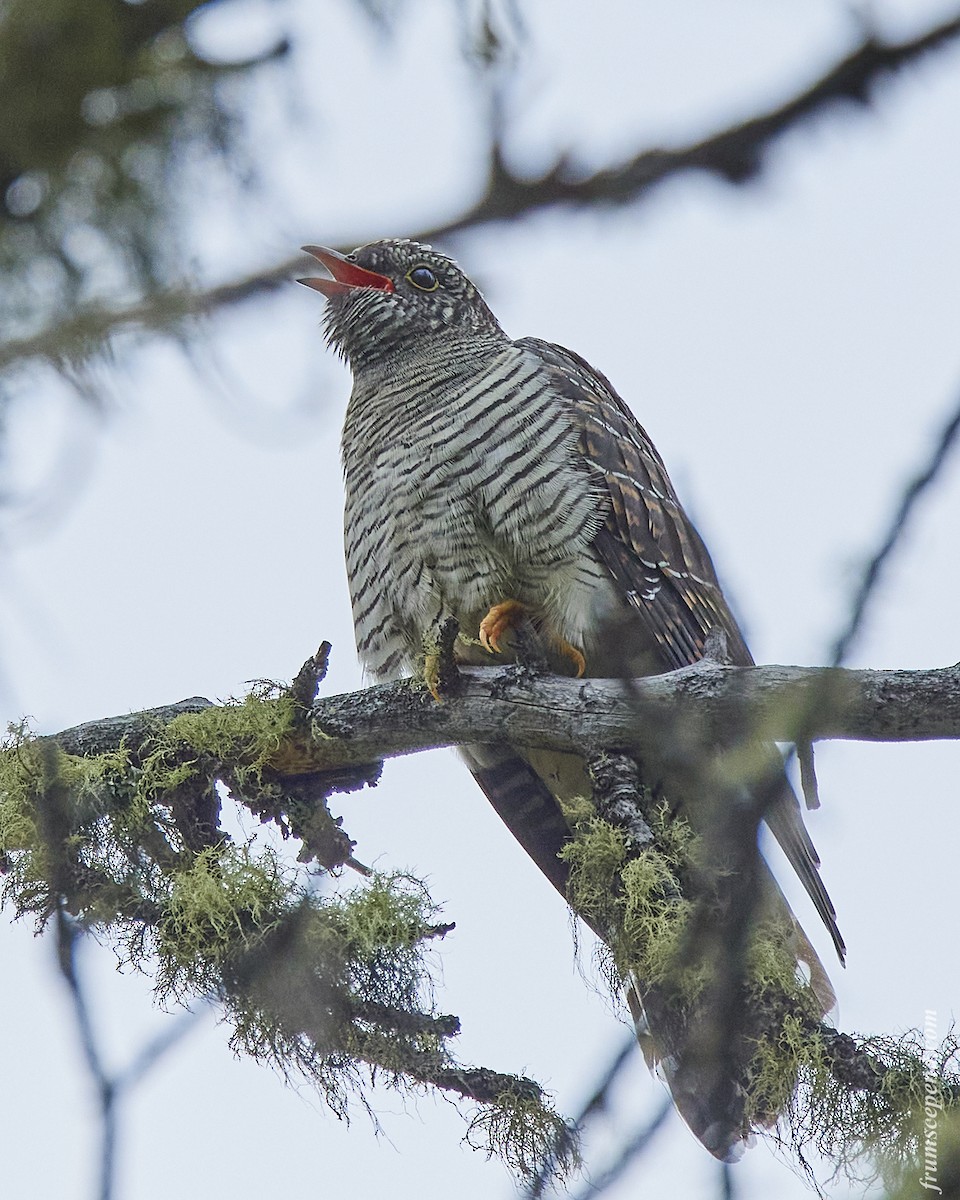 eBird Checklist - 22 Jul 2022 - Nizhniy Lager - 17 species