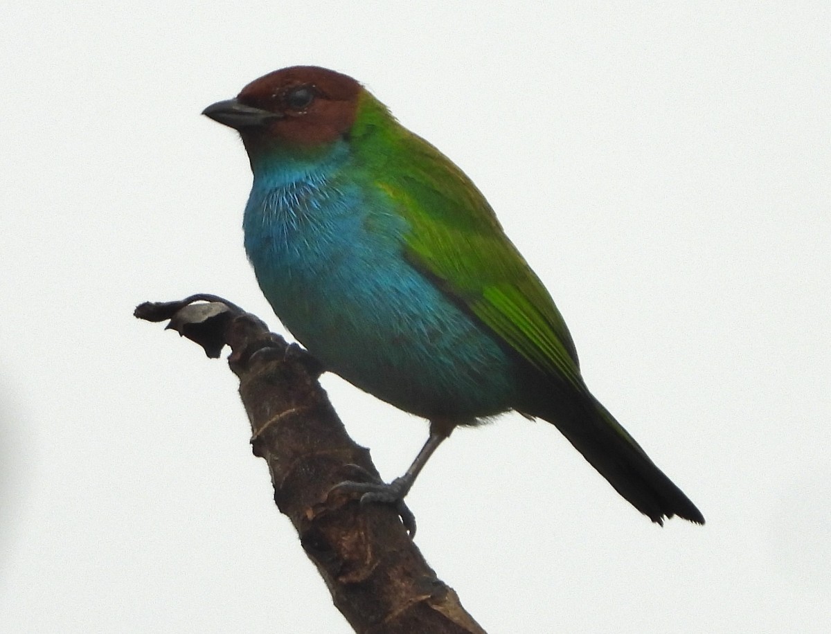 eBird Checklist - 30 Nov 2022 - Hotel Finca Maresia - 3 species