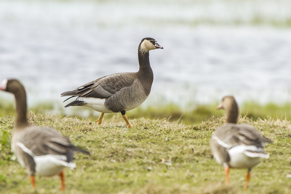 Lesser White-fronted x Barnacle Goose (hybrid) - eBird
