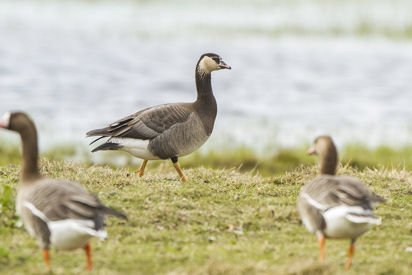Lesser White-fronted x Barnacle Goose (hybrid) - eBird
