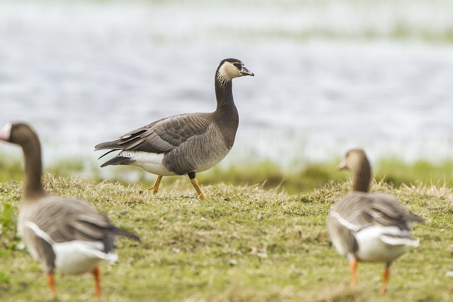 Lesser White-fronted x Barnacle Goose (hybrid) - eBird