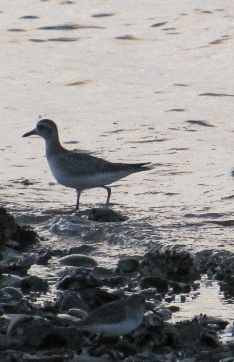 eBird Checklist - 19 Dec 2022 - Everglades NP - Rabbit Key - 13 species
