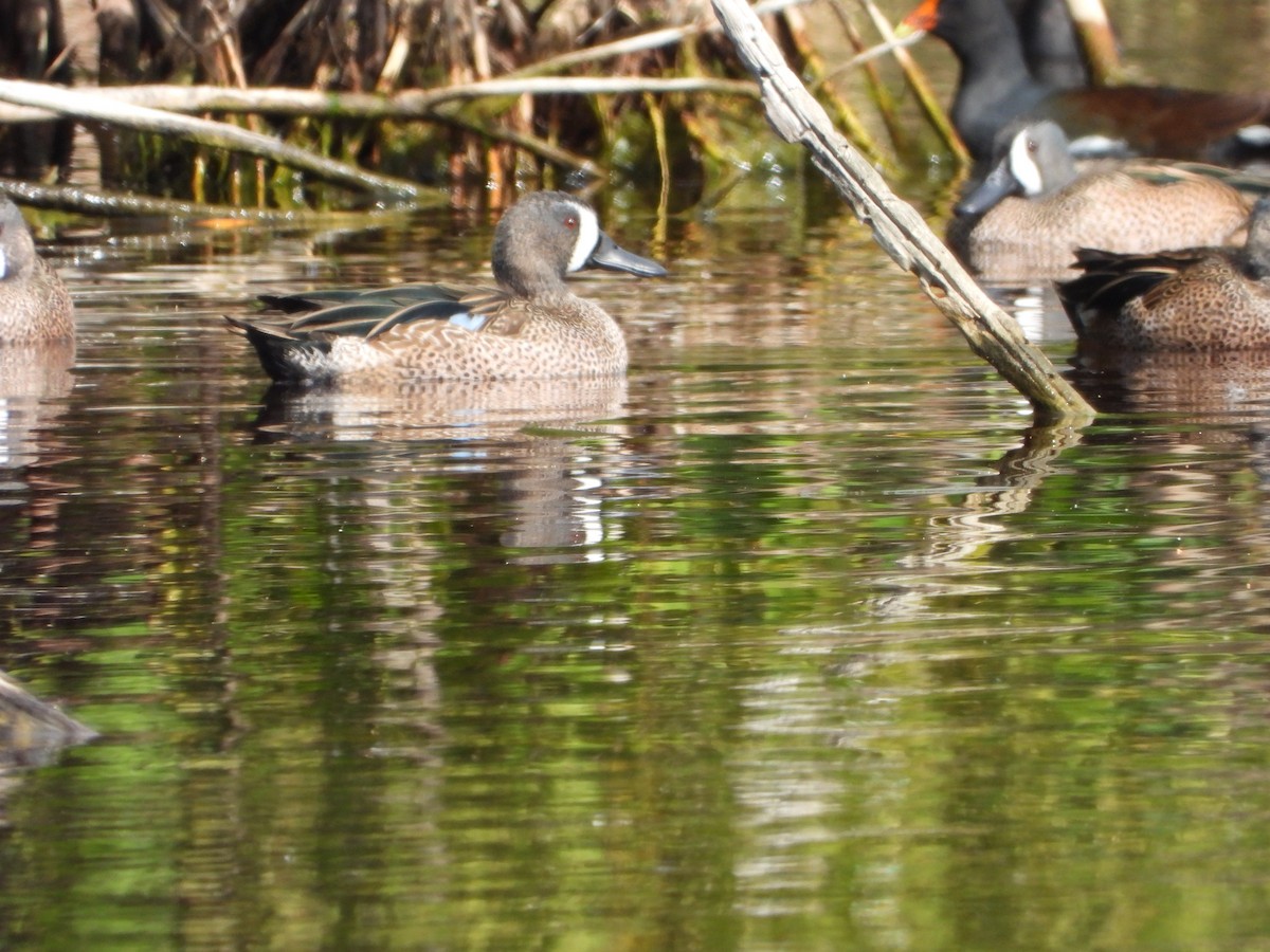 eBird Caribbean Checklist - 15 Jan 2023 - Pinder's Point Road, Freeport ...