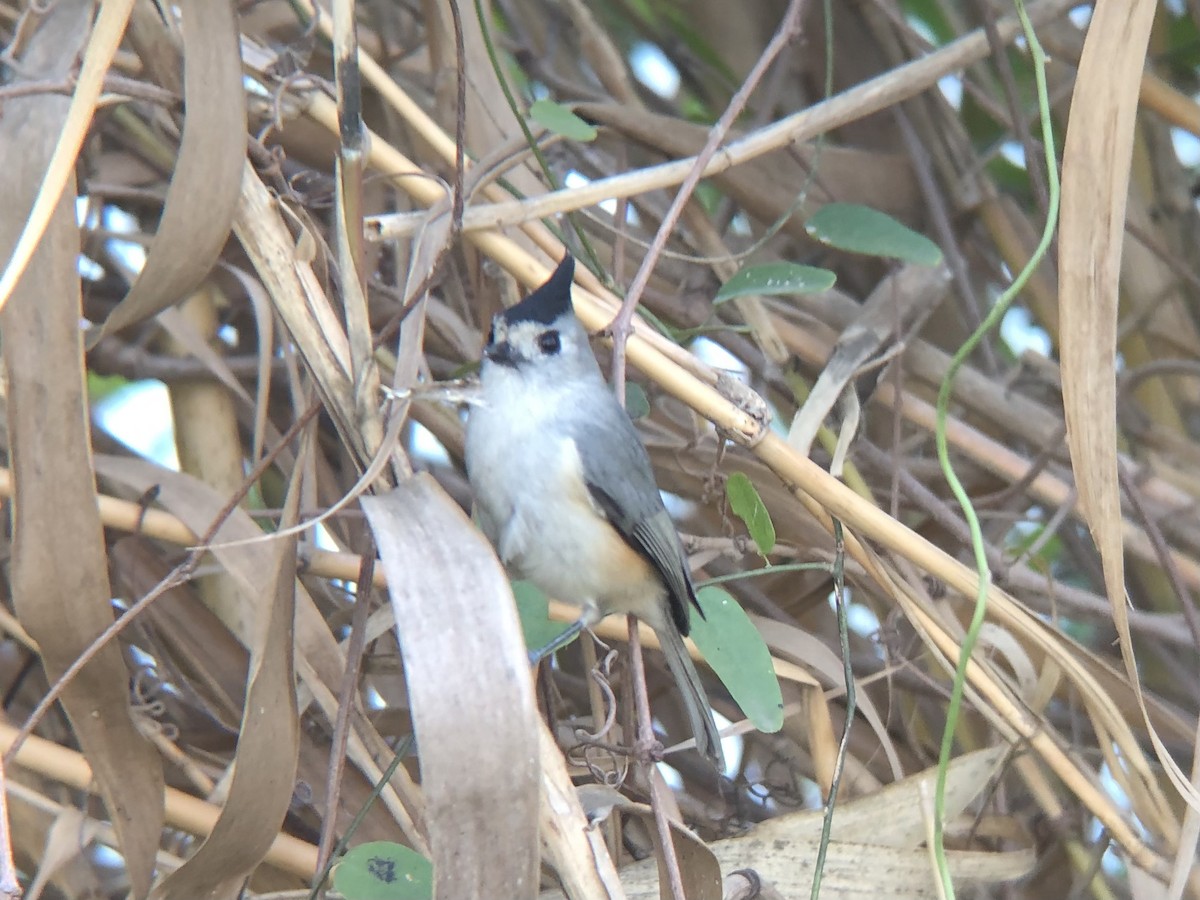 eBird Checklist - 15 Jan 2023 - Univ. of Texas, RGV (Brownsville ...
