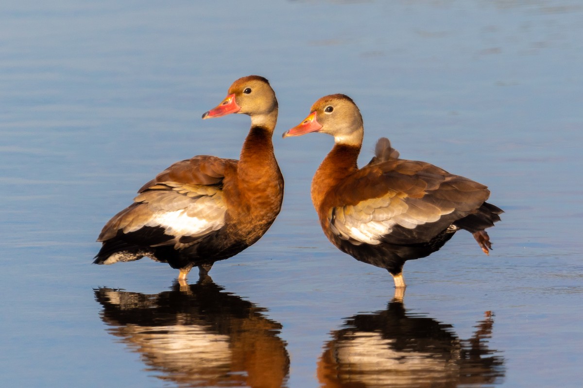 eBird Checklist - 11 Jan 2023 - Lake Elberta - 37 species