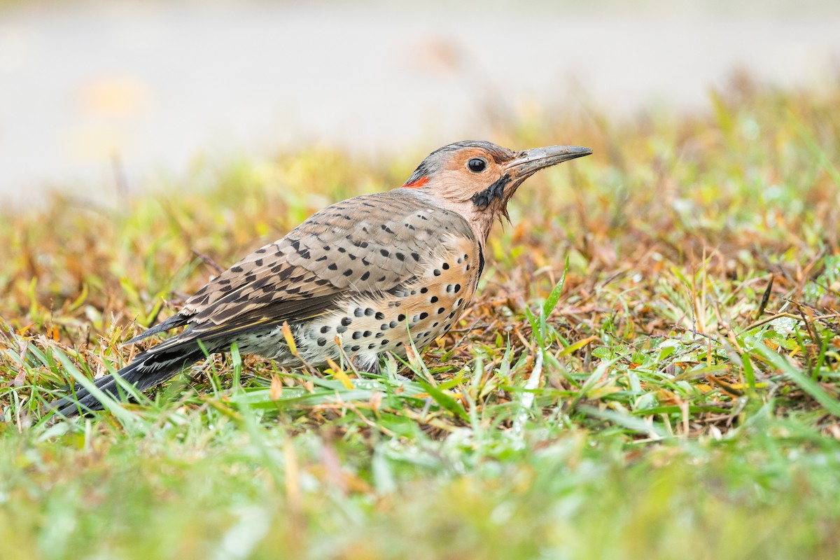 eBird Checklist - 24 Oct 2022 - Elk Neck SP--Turkey Pt. - 58 species