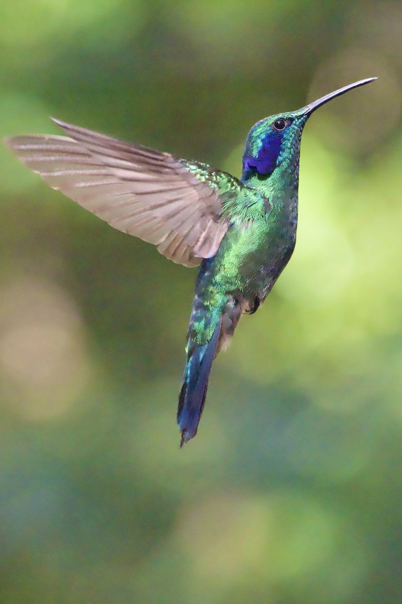 eBird Checklist - 15 Dec 2022 - Monteverde--Hummingbird Gallery - 9 species