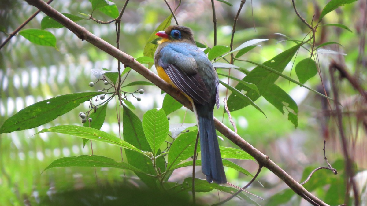 Sumatran Trogon - Apalharpactes mackloti - Birds of the World