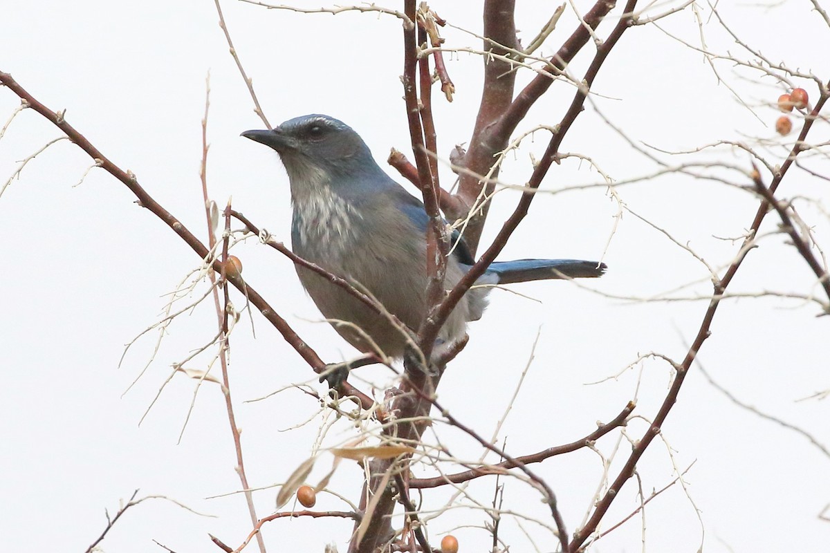 eBird Checklist - 15 Jan 2023 - Rye Patch Dam Nature Trail - 15 species
