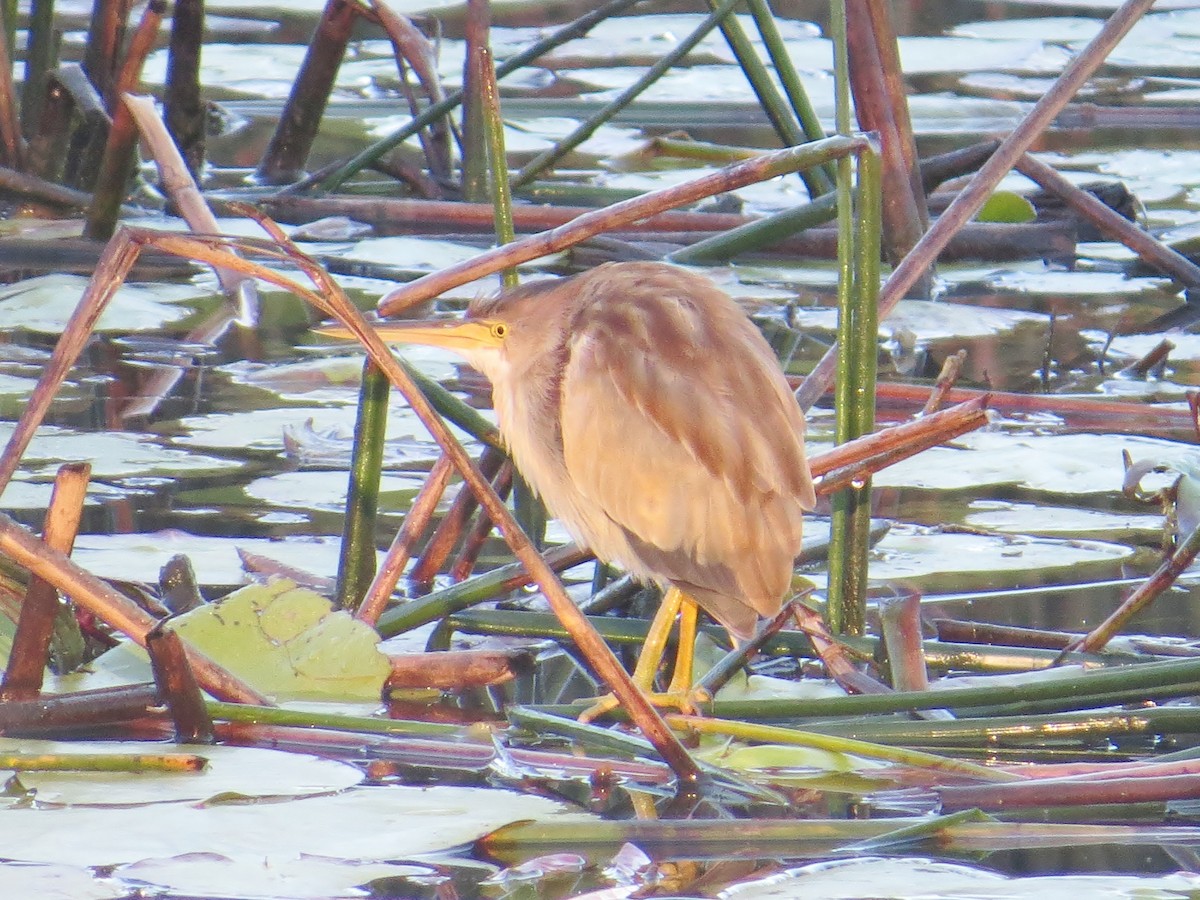 eBird Checklist - 9 Jul 2014 - Wallaroo Circuit Waterhole (North Lakes ...