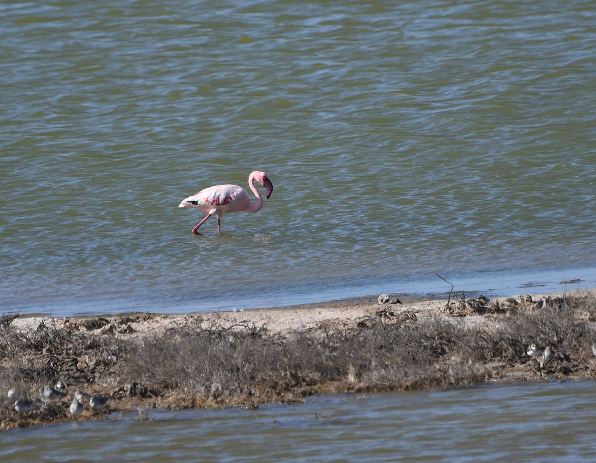 eBird Checklist - 8 Dec 2022 - Velddrif - Salt Pans - 25 species