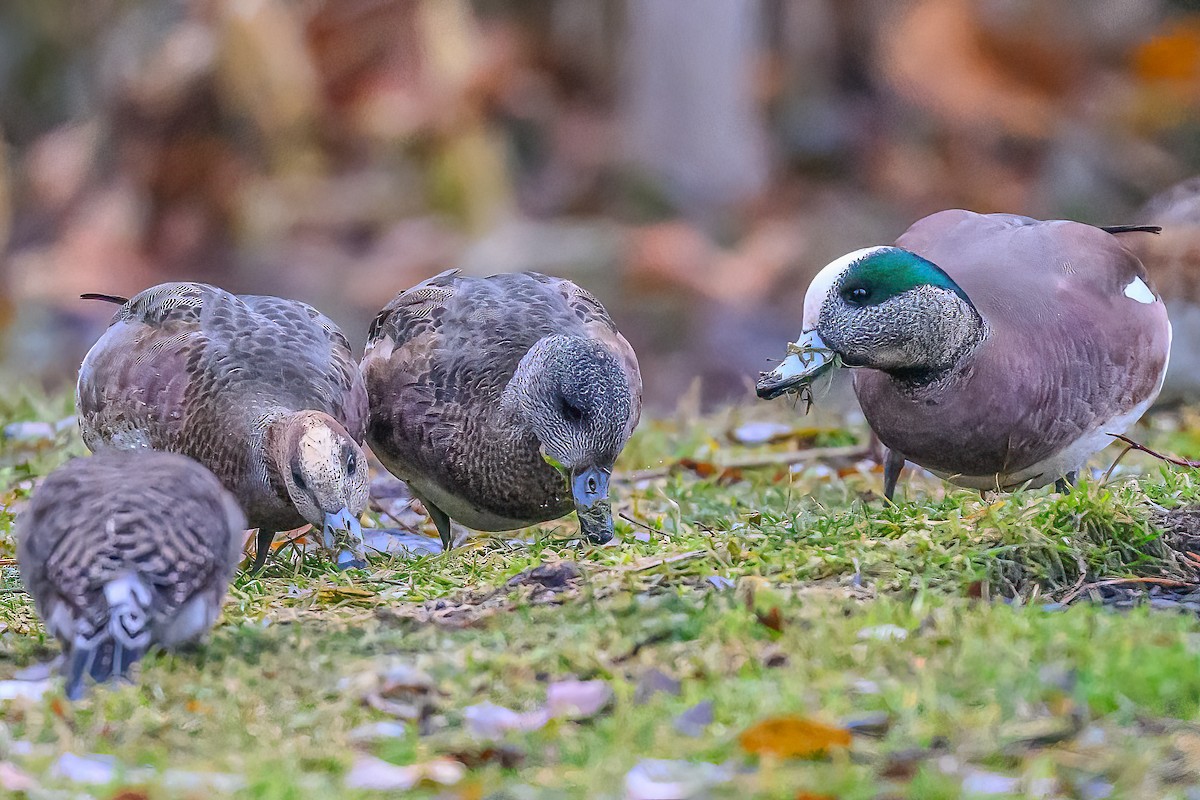 eBird Canada Checklist - 16 Jan 2023 - Kelowna--Rotary Marsh - 25 ...