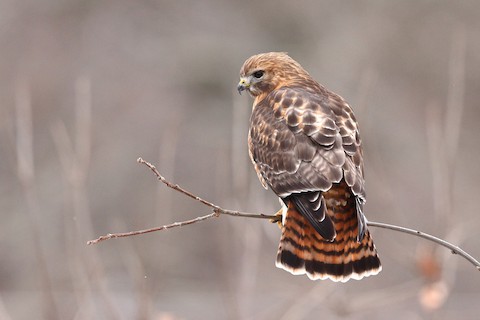 Geographic Map Red Shouldered Hawk