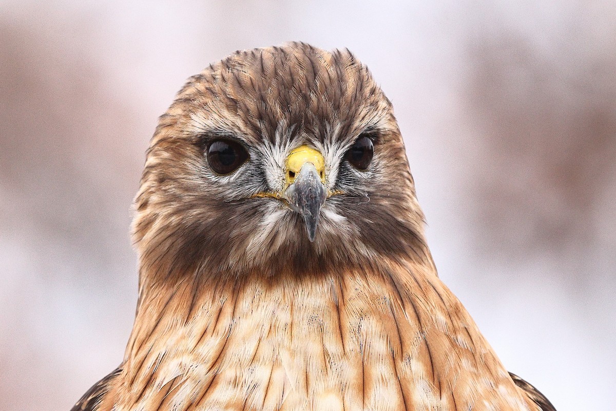 Red-shouldered x Red-tailed Hawk (hybrid) - eBird