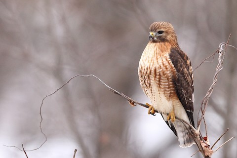 Geographic Map Red Shouldered Hawk