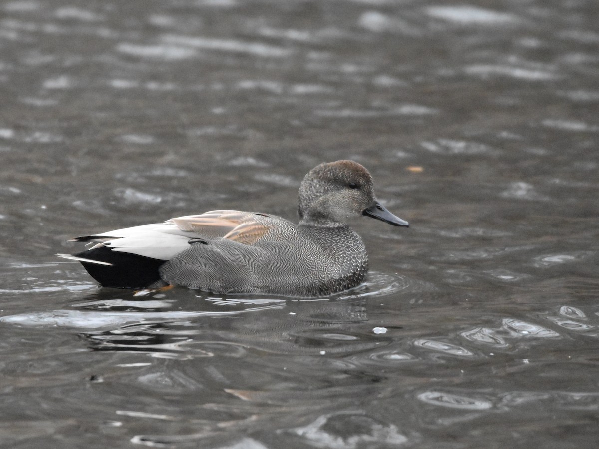 Mass Audubon eBird Checklist - 15 Jan 2023 - Jenney Pond, Plymouth - 5 ...