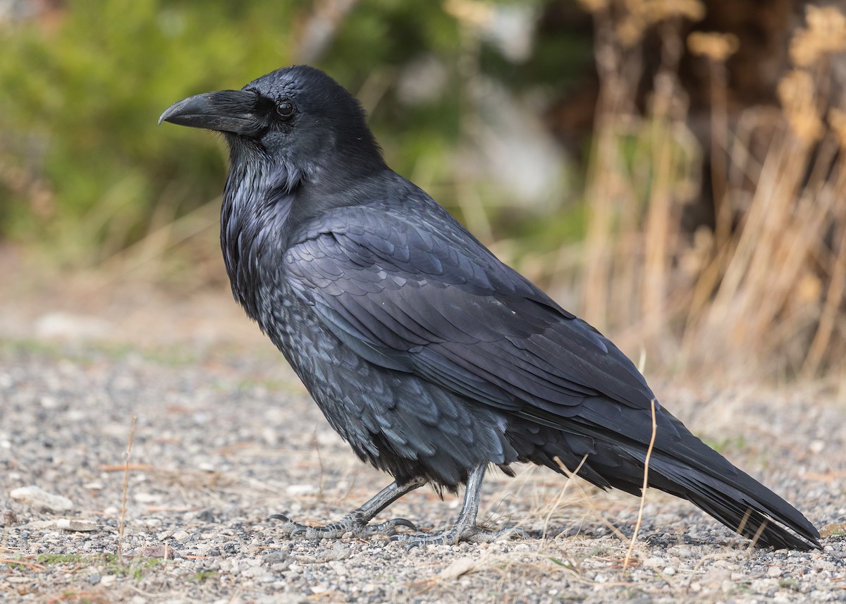Common Raven - Corvus corax - Media Search - Macaulay Library and eBird