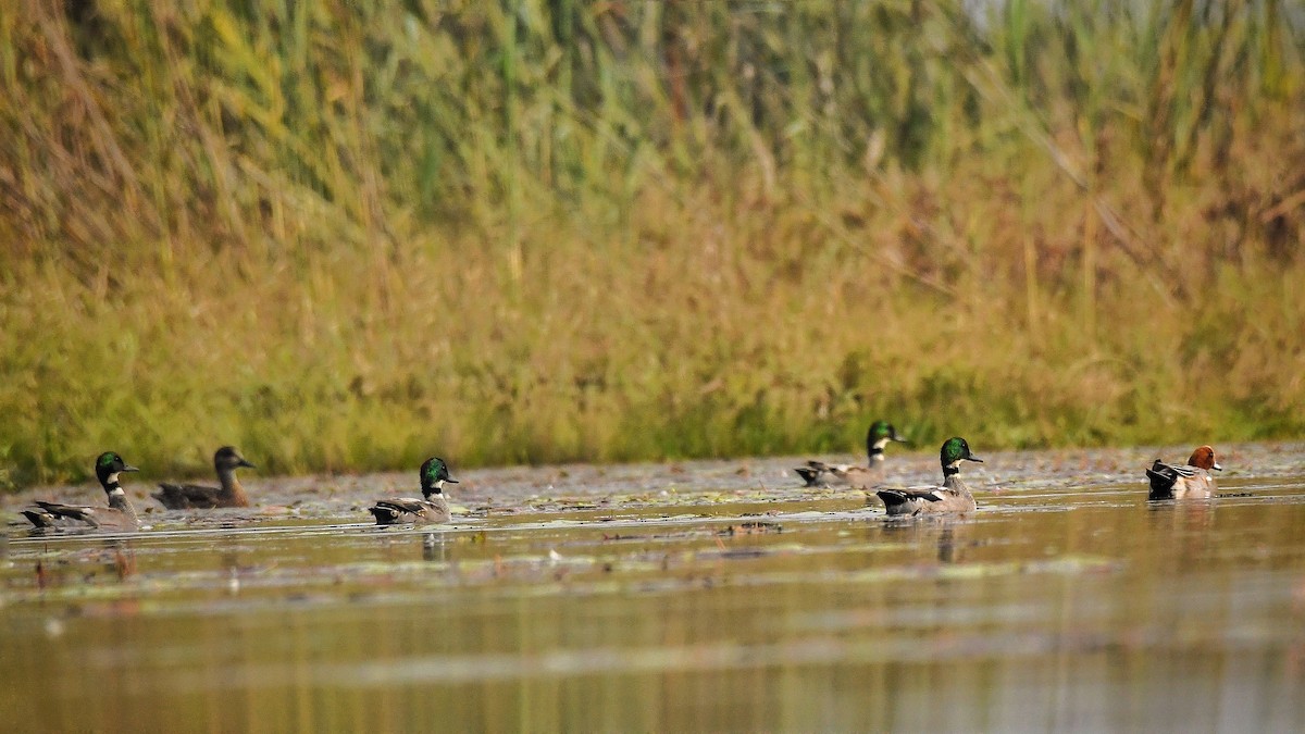 eBird Checklist - 14 Jan 2023 - Gajol Doba Rd, Junglee Mohal, West ...