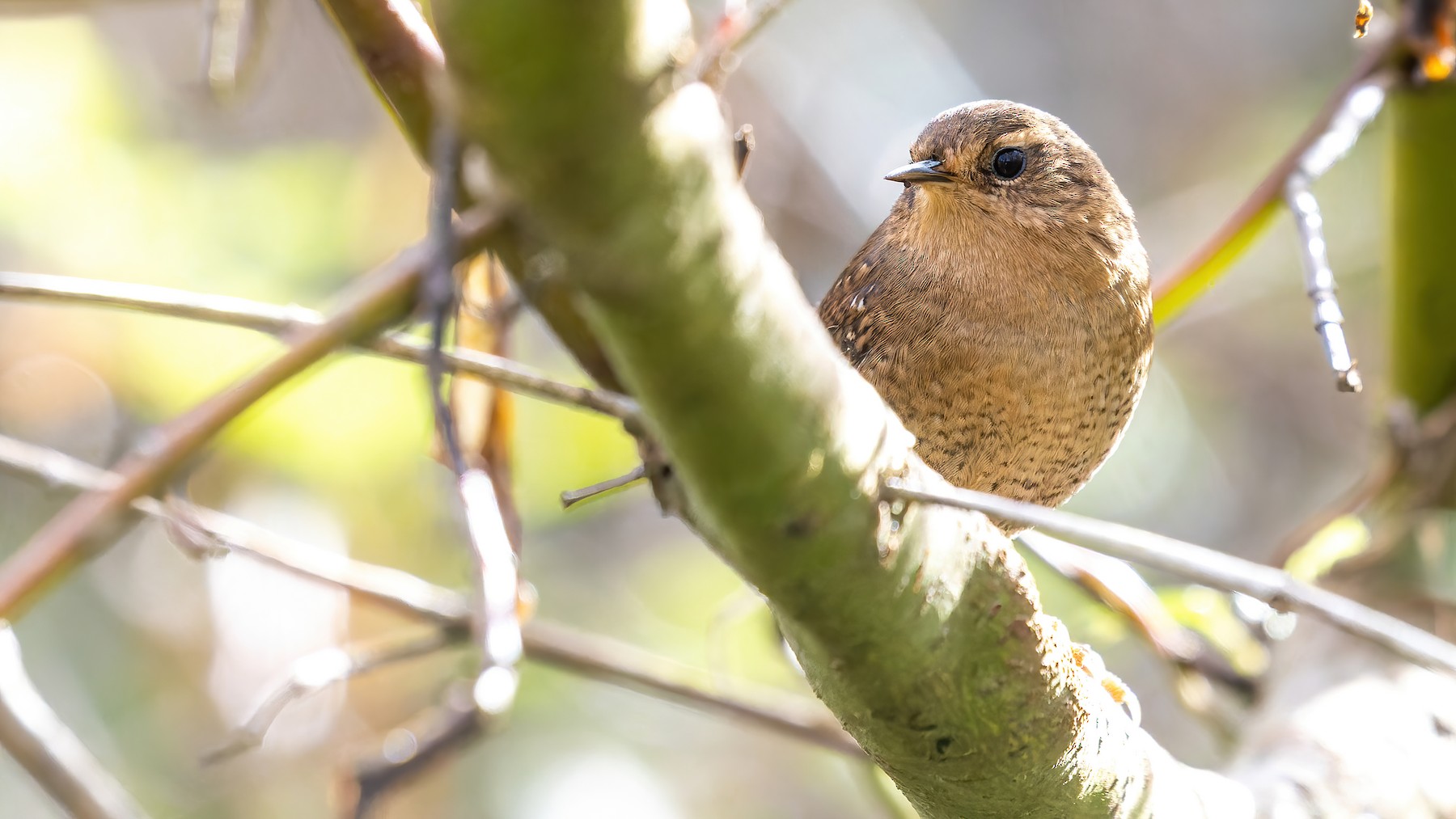 Pacific/Winter Wren - eBird