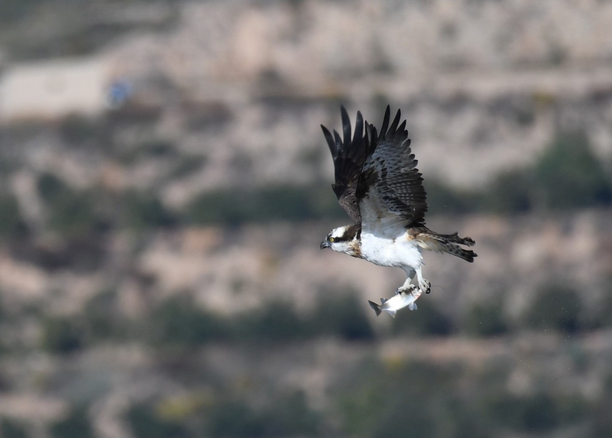 eBird Checklist - 17 Jan 2023 - Marjal de Almenara--Arrozales/Finca de ...