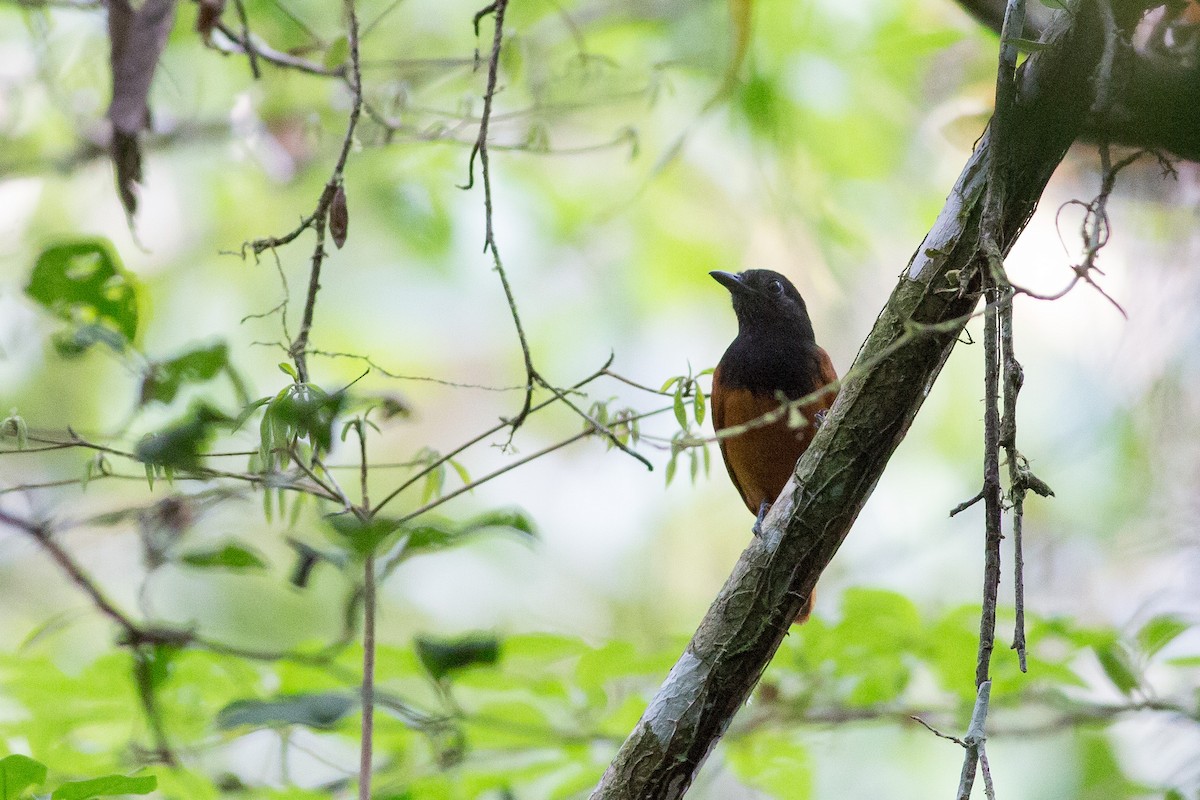 Cocha Antshrike - Thamnophilus praecox - Birds of the World