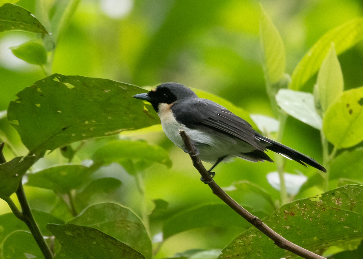 Moluccan Spectacled Monarch (Obi) - eBird