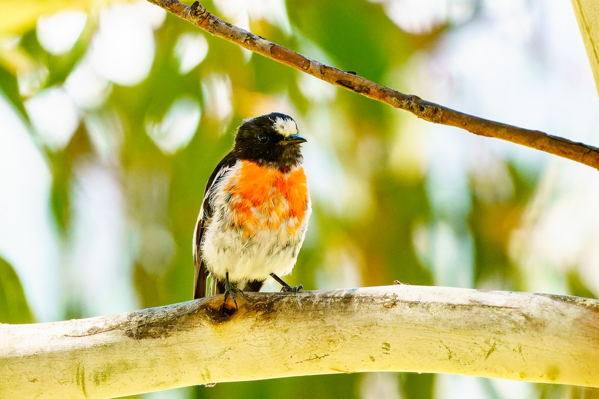eBird Australia Checklist - 14 Jan 2023 - Glendale Depot - 13 species
