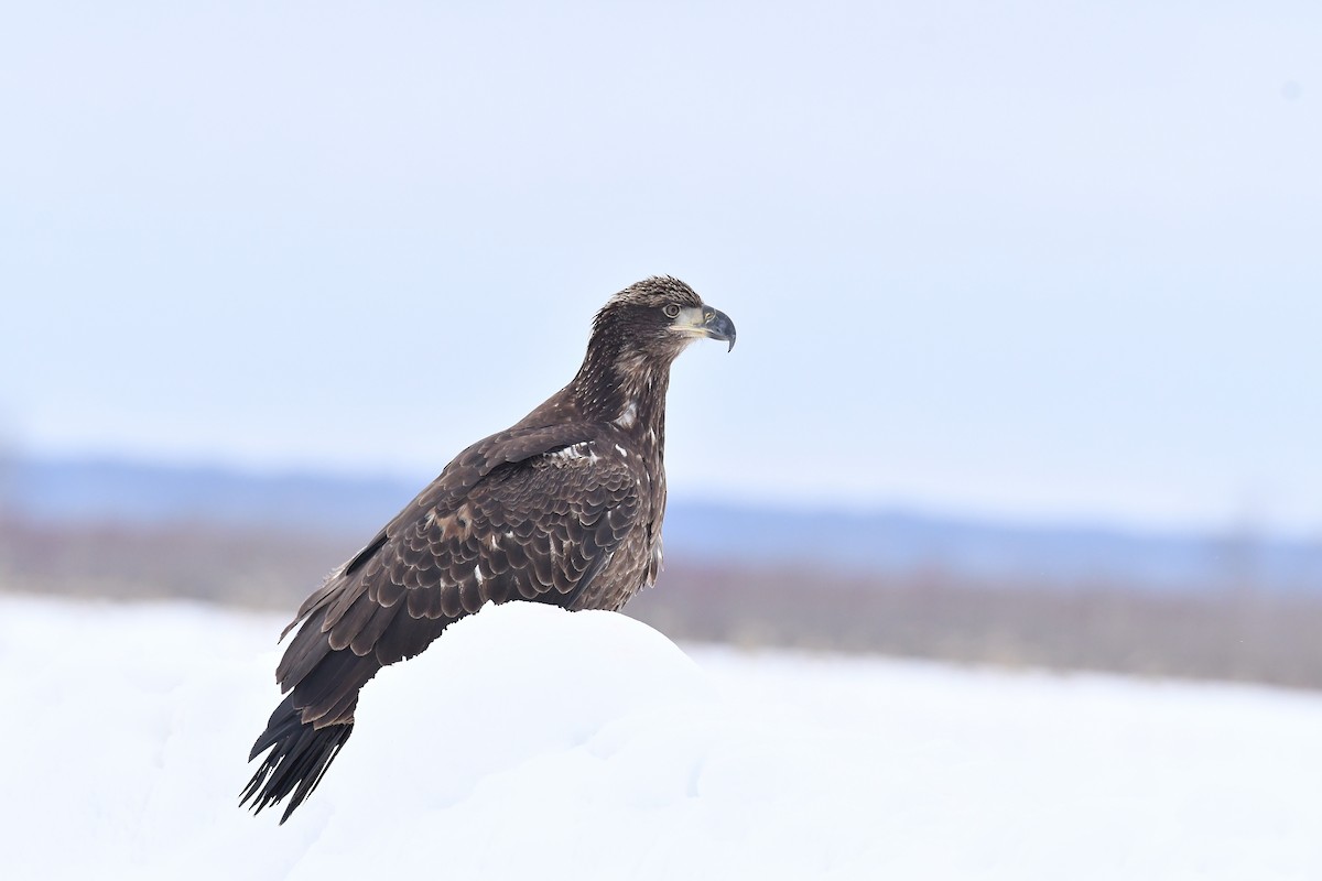 eBird Checklist - 17 Jan 2023 - Crex Meadows SWA - 7 species