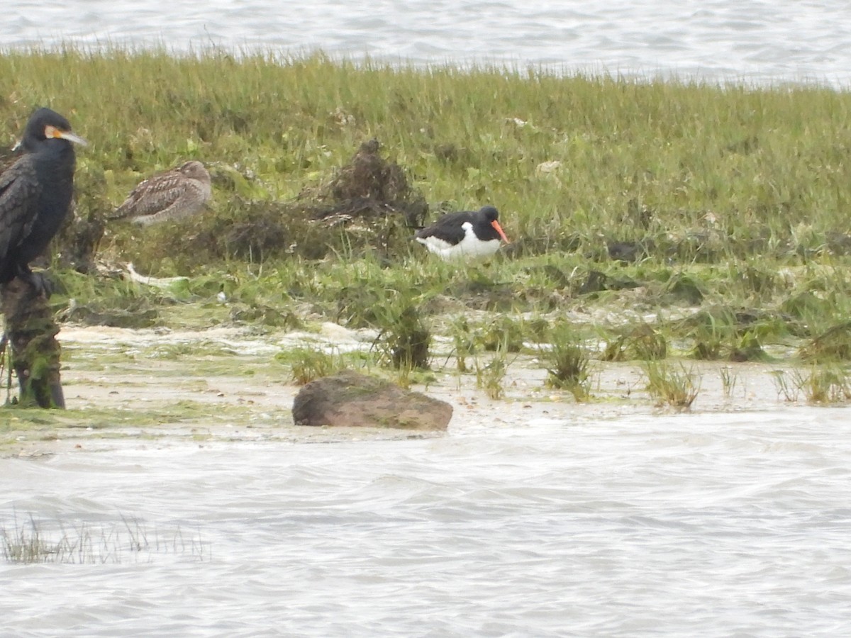 eBird Checklist - 16 Jan 2023 - PN Ria Formosa--Quinta do Lago--área ...