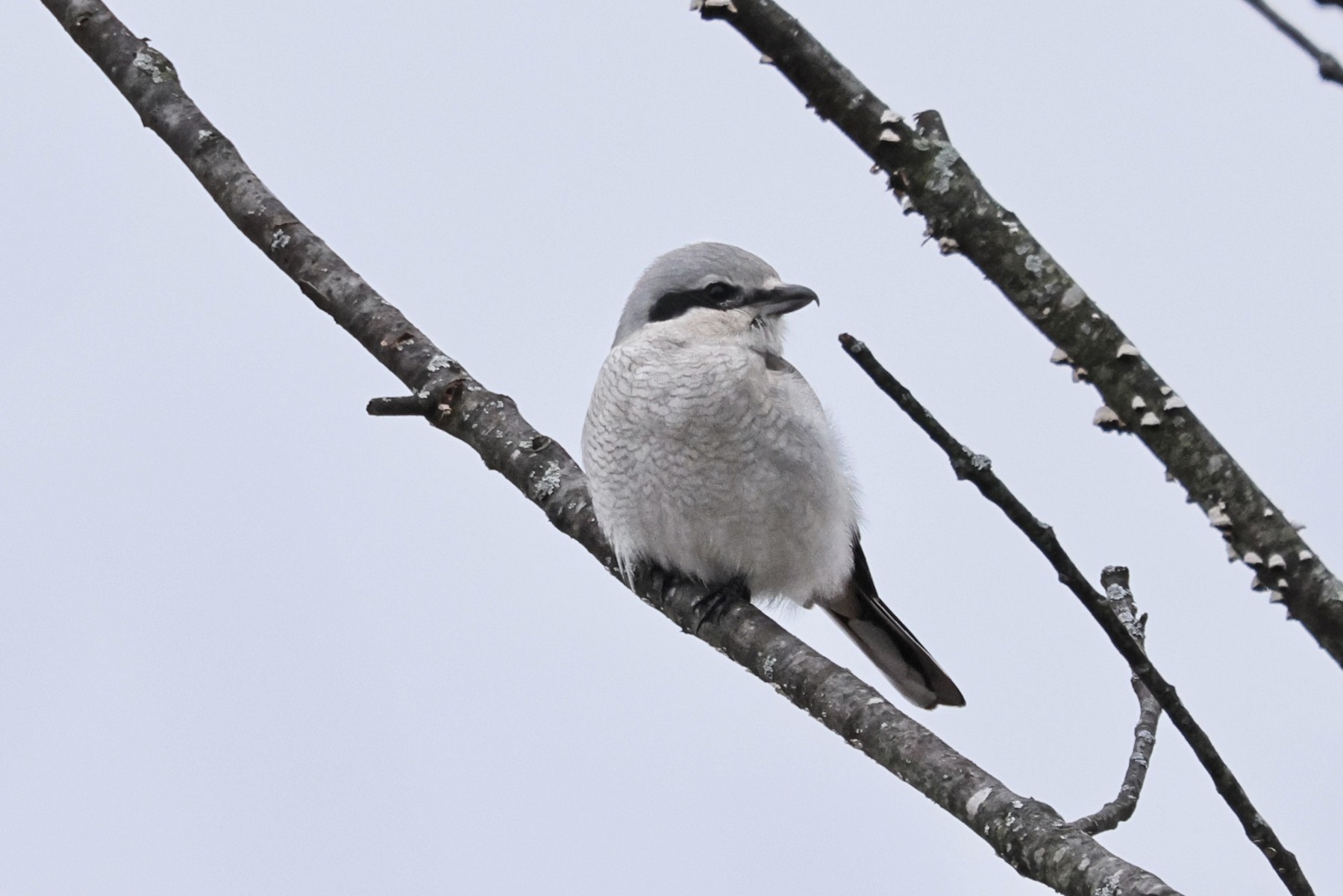 Northern Shrike (American) - eBird