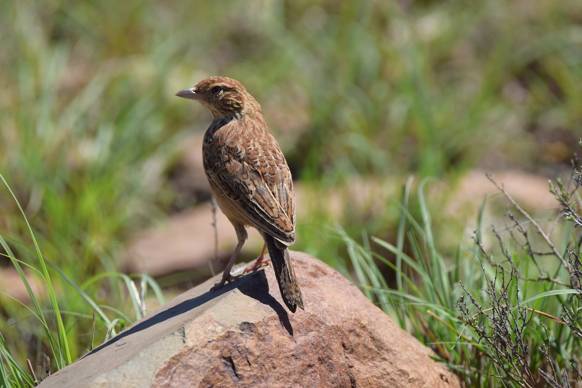 Eastern Clapper Lark - Corypha fasciolata - Birds of the World