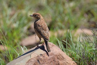 Eastern Clapper Lark - Corypha fasciolata - Birds of the World