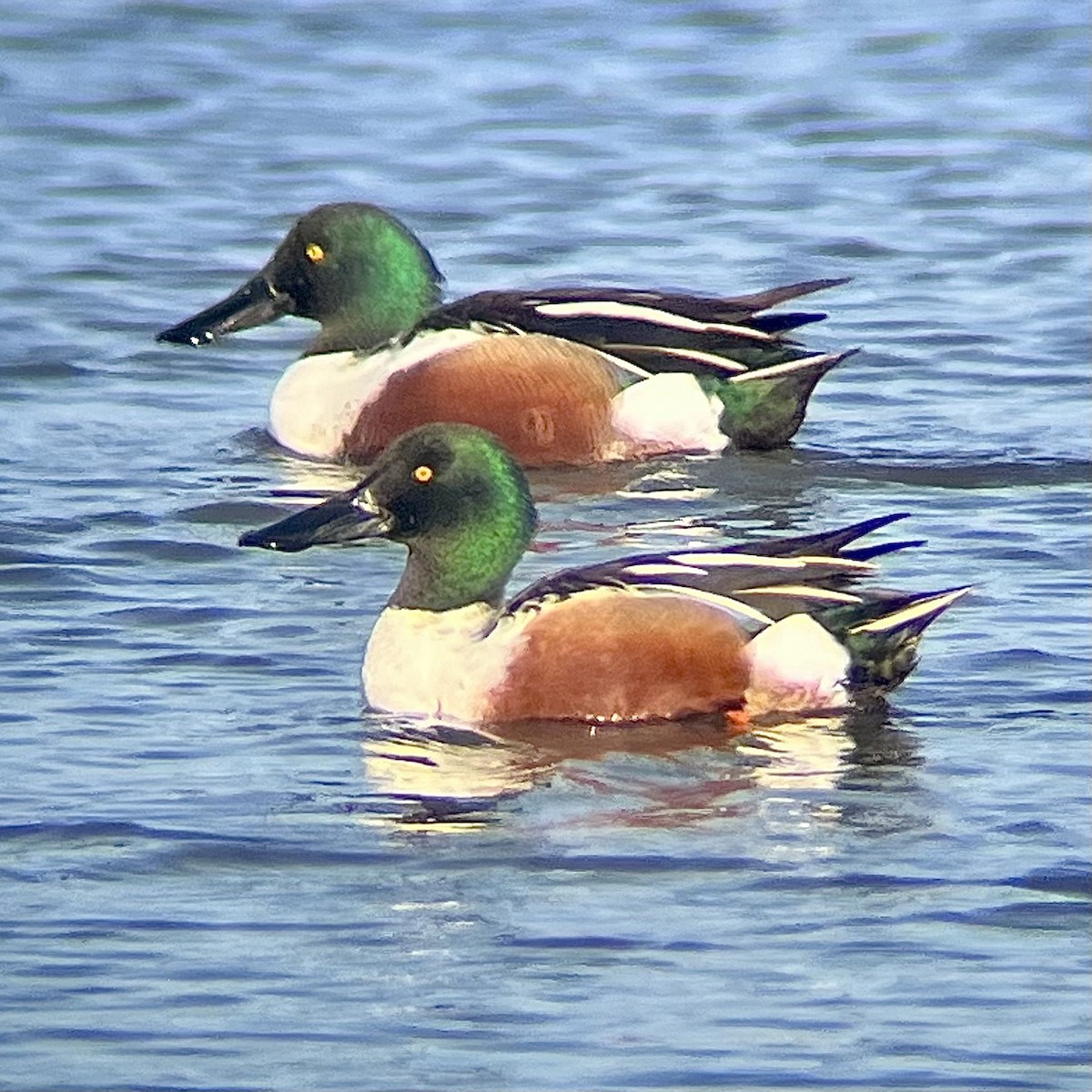 eBird Checklist - 8 Jan 2023 - Palo Alto Baylands - 28 species (+1 ...
