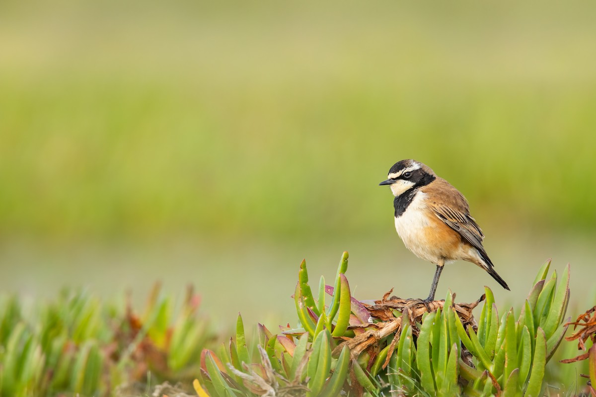 eBird Checklist - 7 Aug 2022 - De Hoop Nature Reserve - 82 species