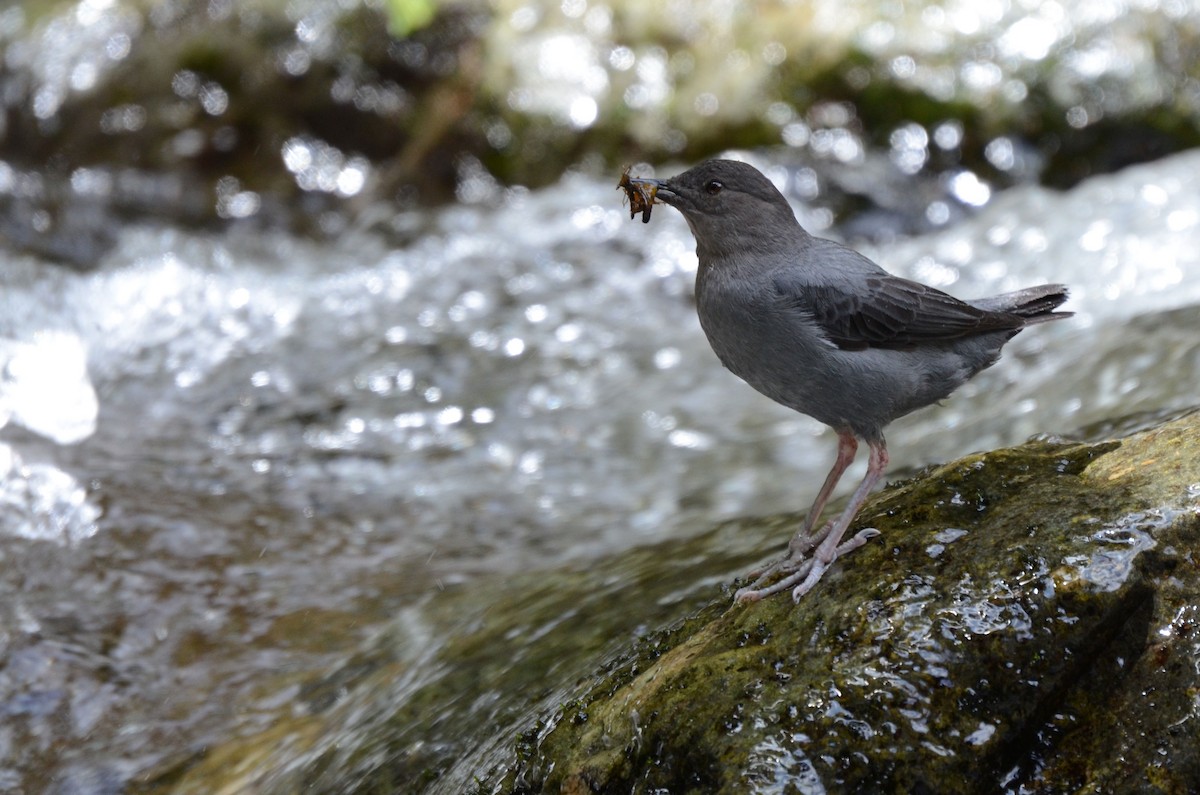 American Dipper (Costa Rican) - eBird