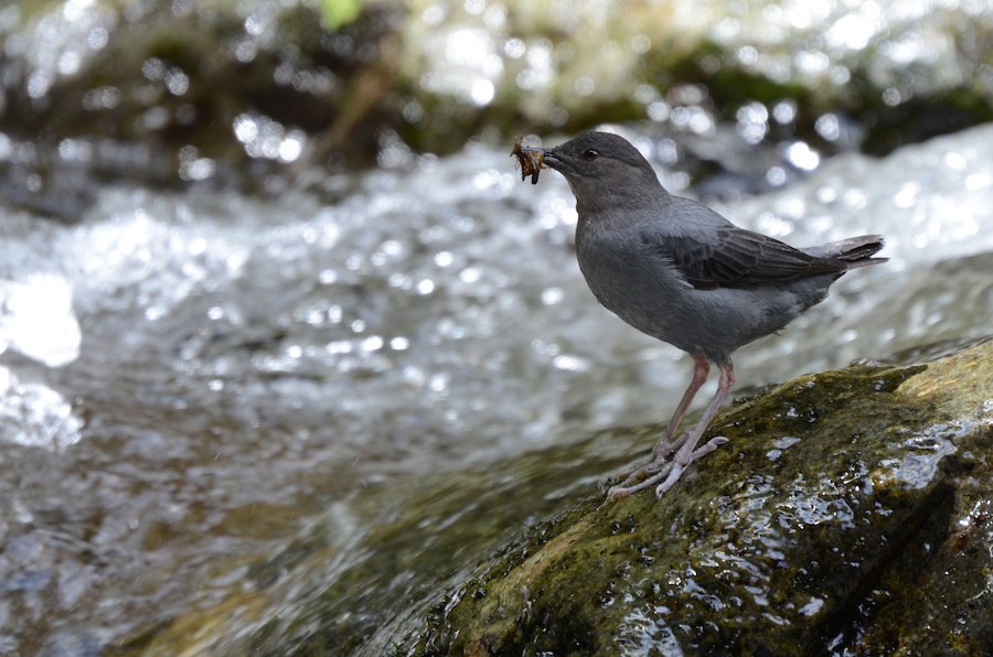 American Dipper (Costa Rican) - eBird